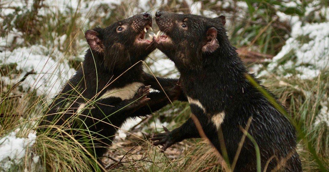 Regresa el demonio de Tasmania a Australia, por primera vez en 3 mil años