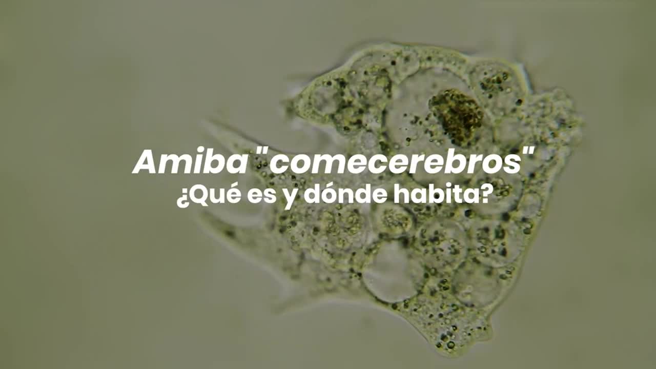 Amiba comecerebros, ¿qué es y dónde habita?