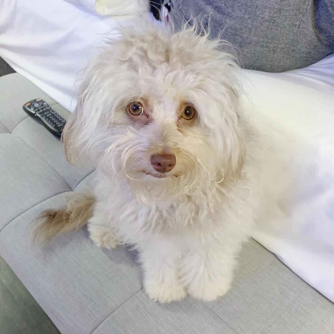 Conoce al perro con rostro de humano que impacta en redes