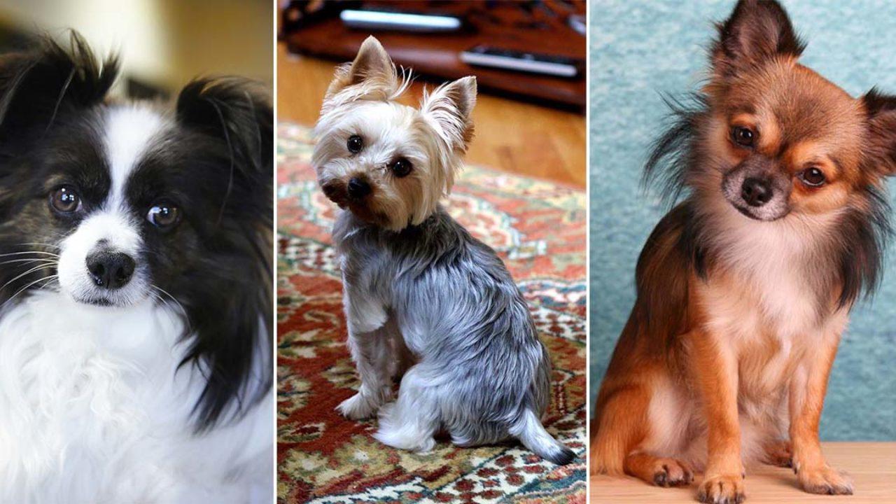 Las seis razas de perros más leales según los veterinarios