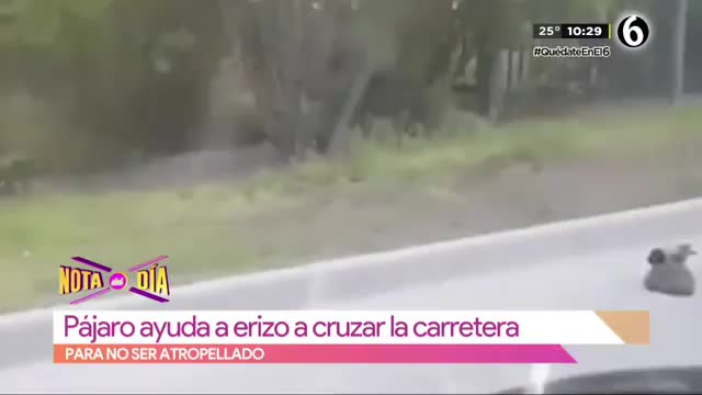 Pajaro ayuda a erizo a cruzar la calle, evita que sea atropellado