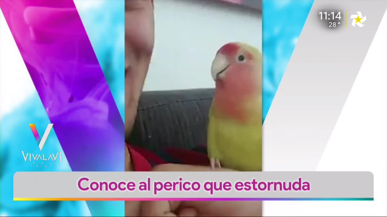 Tierno perico que estornuda