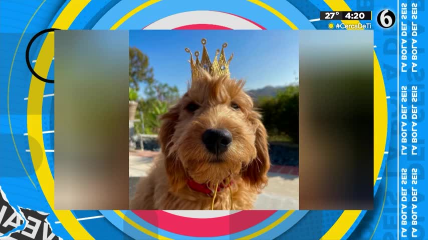 ¿Qué pasará con el tierno perrito de Matthew Perry?