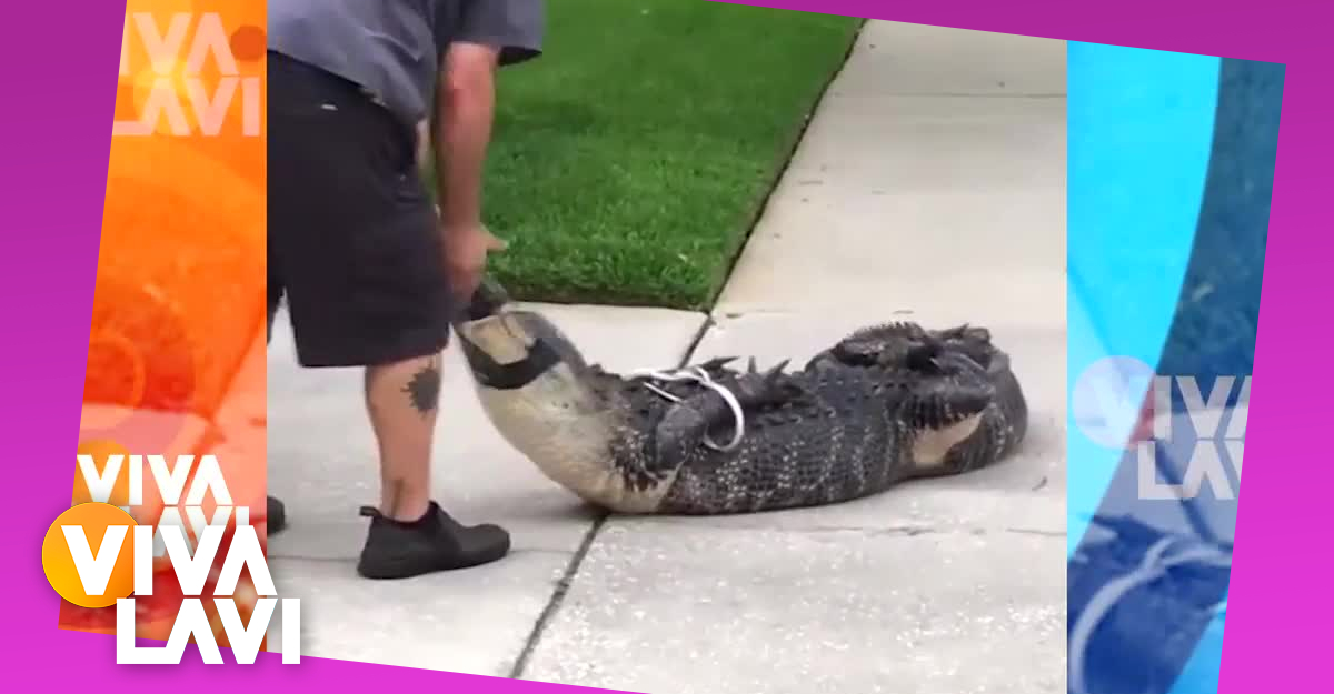 Caimán noquea a policía en la cabeza tras ser atrapado
