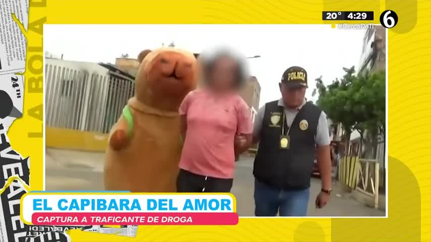 'El capibara del amor' captura a traficante